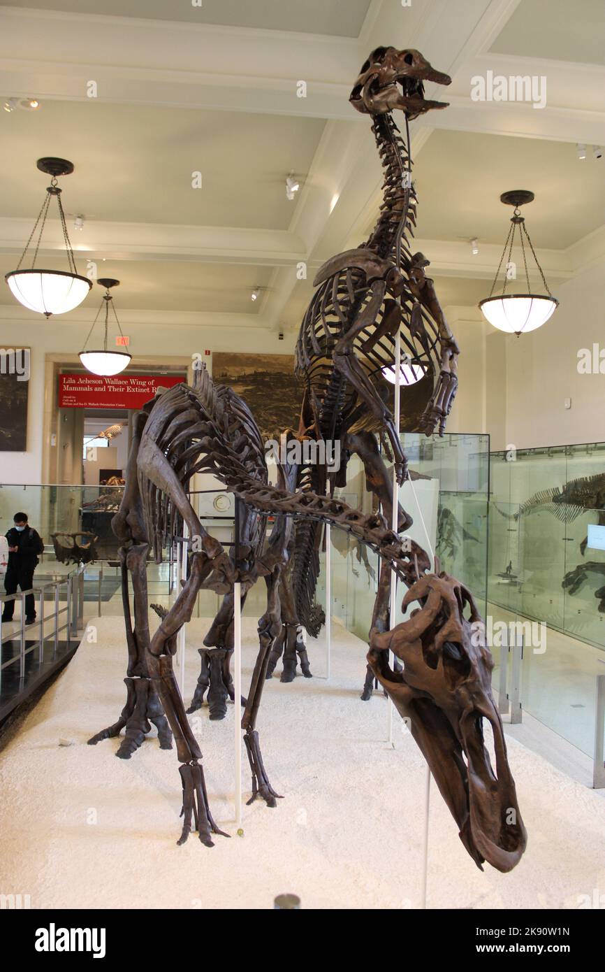 A vertical shot of a well preserved dinosaur fossil displayed on the ...