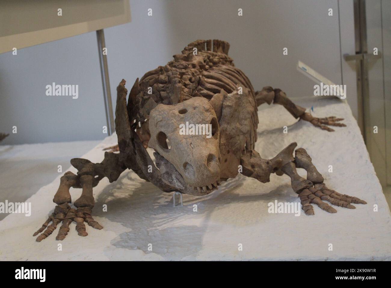 A closeup of a well preserved dinosaur fossil displayed on the museum ...