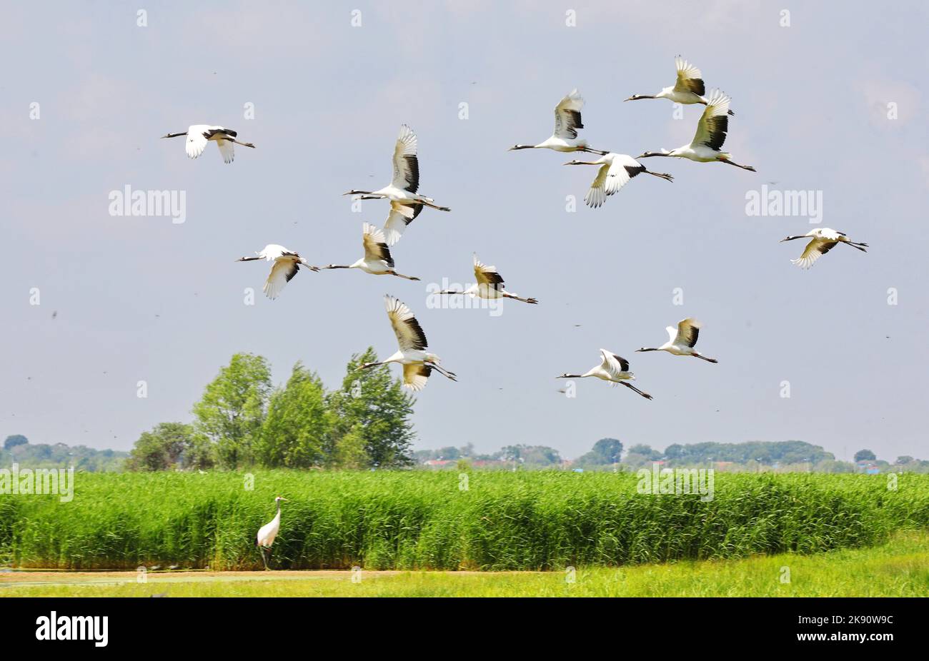 (221025) -- HARBIN, Oct. 25, 2022 (Xinhua) -- Red-crowned cranes fly ...