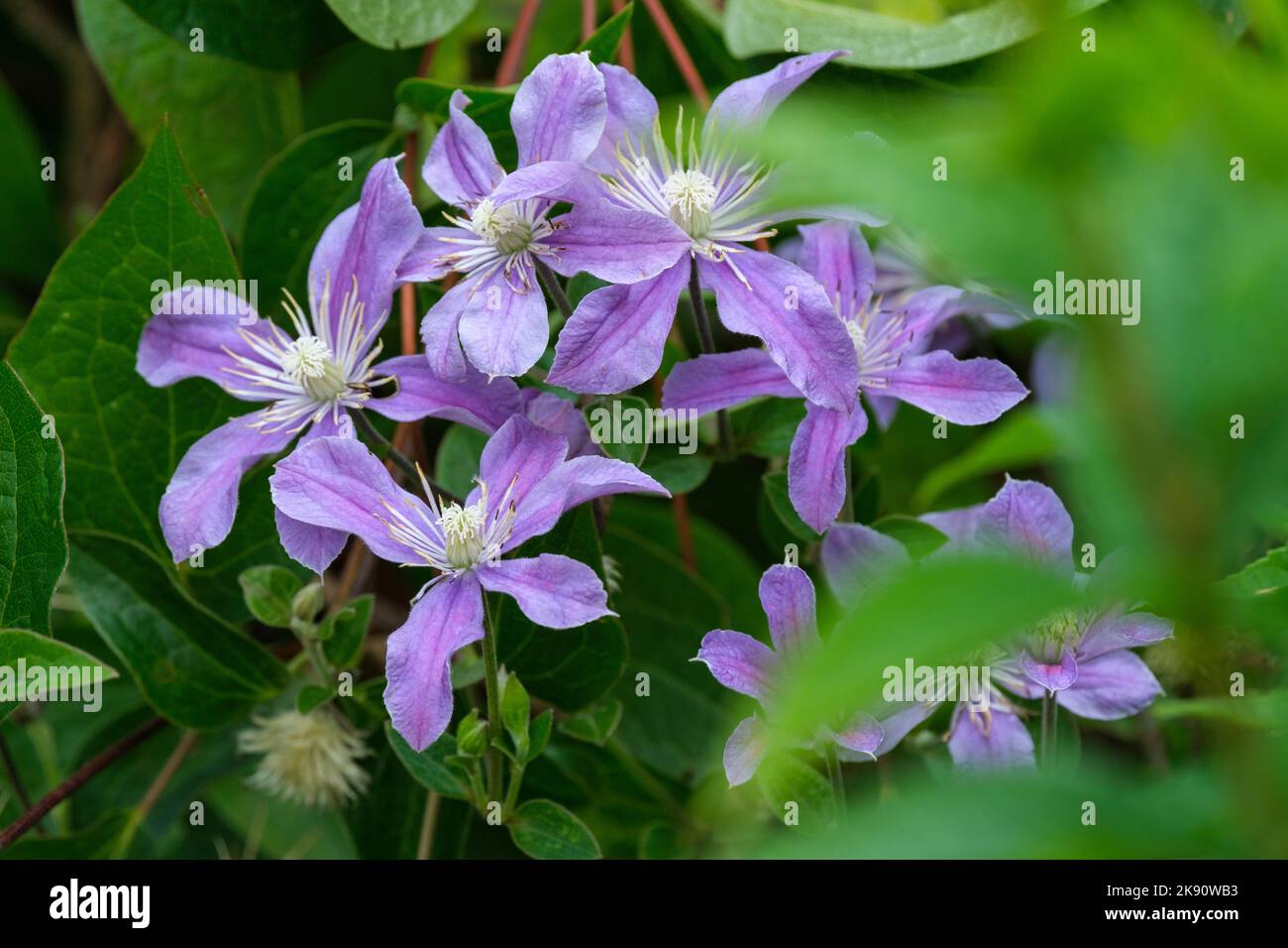 clematis 'Arabella', Integrifolia series, small-flowered clematis. Deep ...