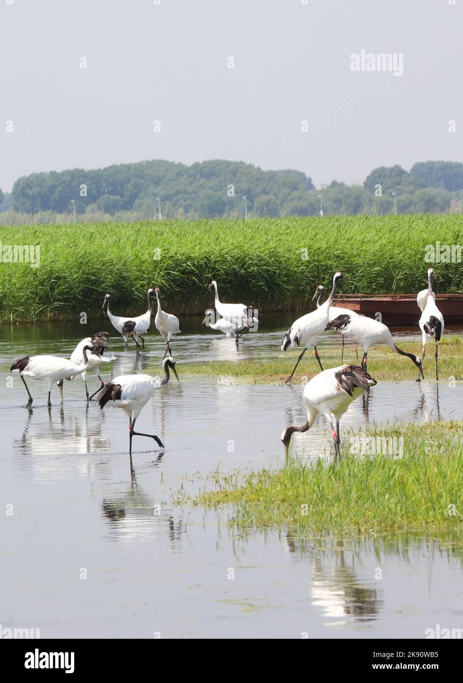 Harbin. 15th June, 2022. Red-crowned cranes are pictured in the Zhalong ...