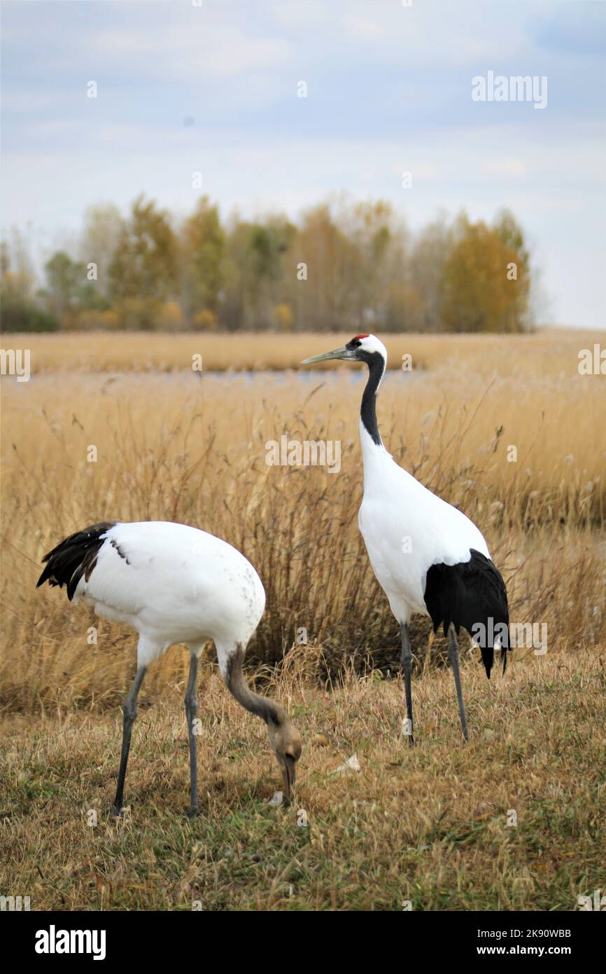Harbin. 21st Oct, 2022. Red-crowned cranes are pictured in the Zhalong ...
