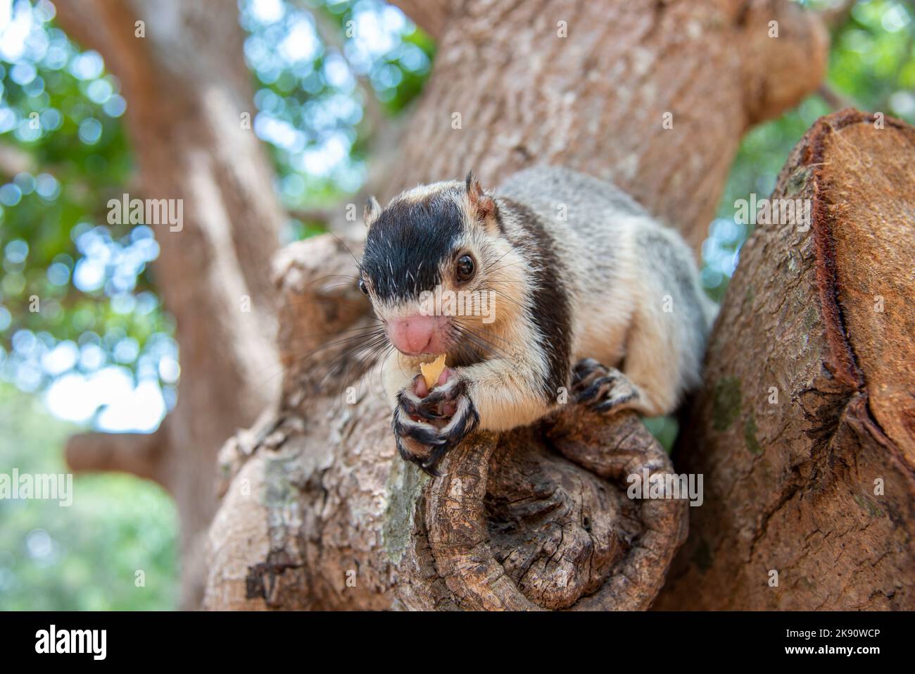 Python bird hi-res stock photography and images - Alamy