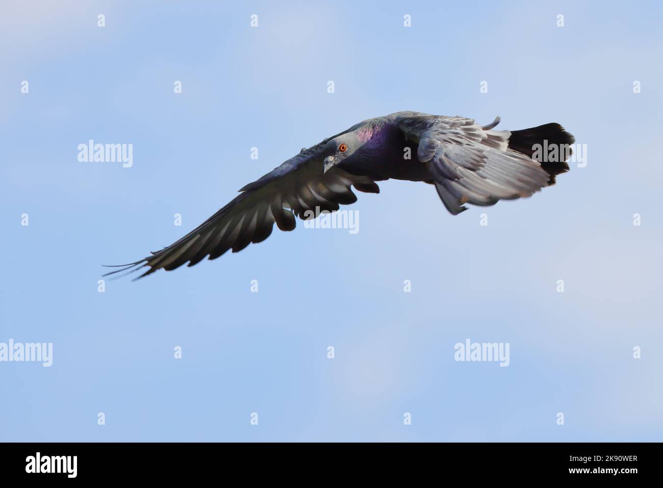 A Feral pigeon captured during flying with open wings against the clear ...