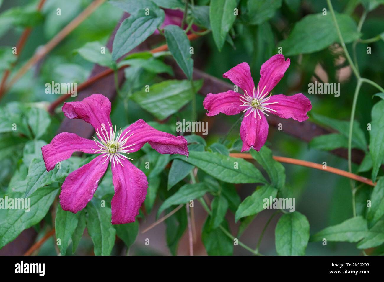 Clematis 'Madame Julia Correvon', Clematis viticella 'Madame Julia ...