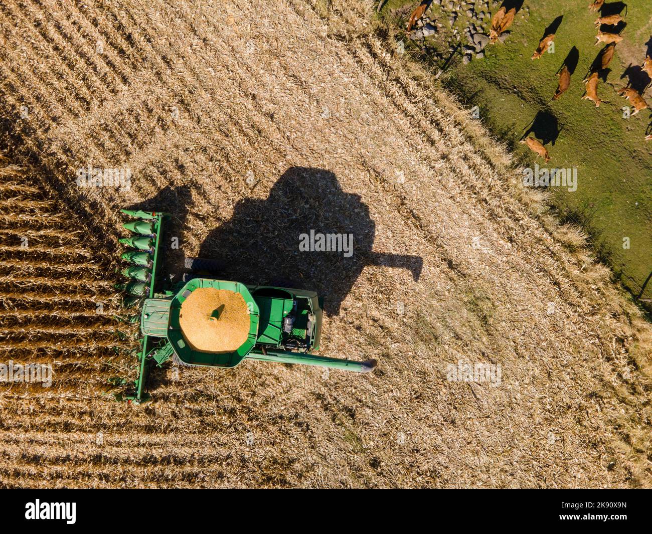 Aerial photograph of corn harvest. Dane County, Wisconsin, USA on a ...