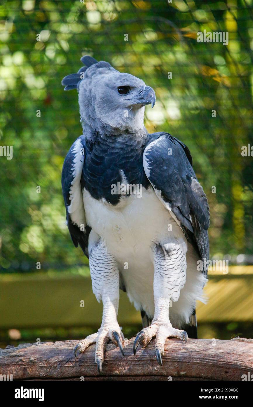 Harpy Eagle Wallpaper