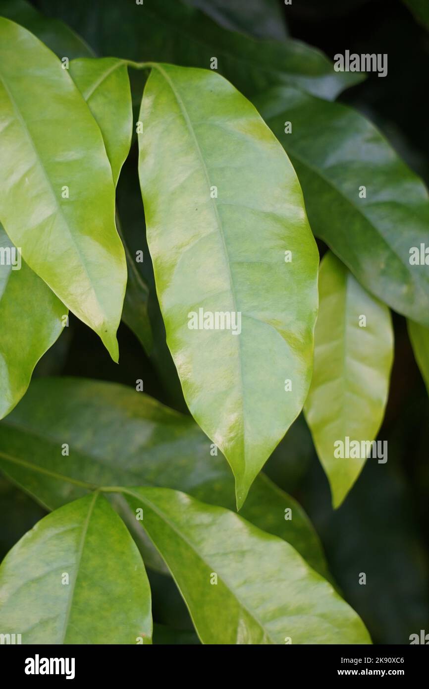 Bigo and padi oats hi-res stock photography and images - Alamy