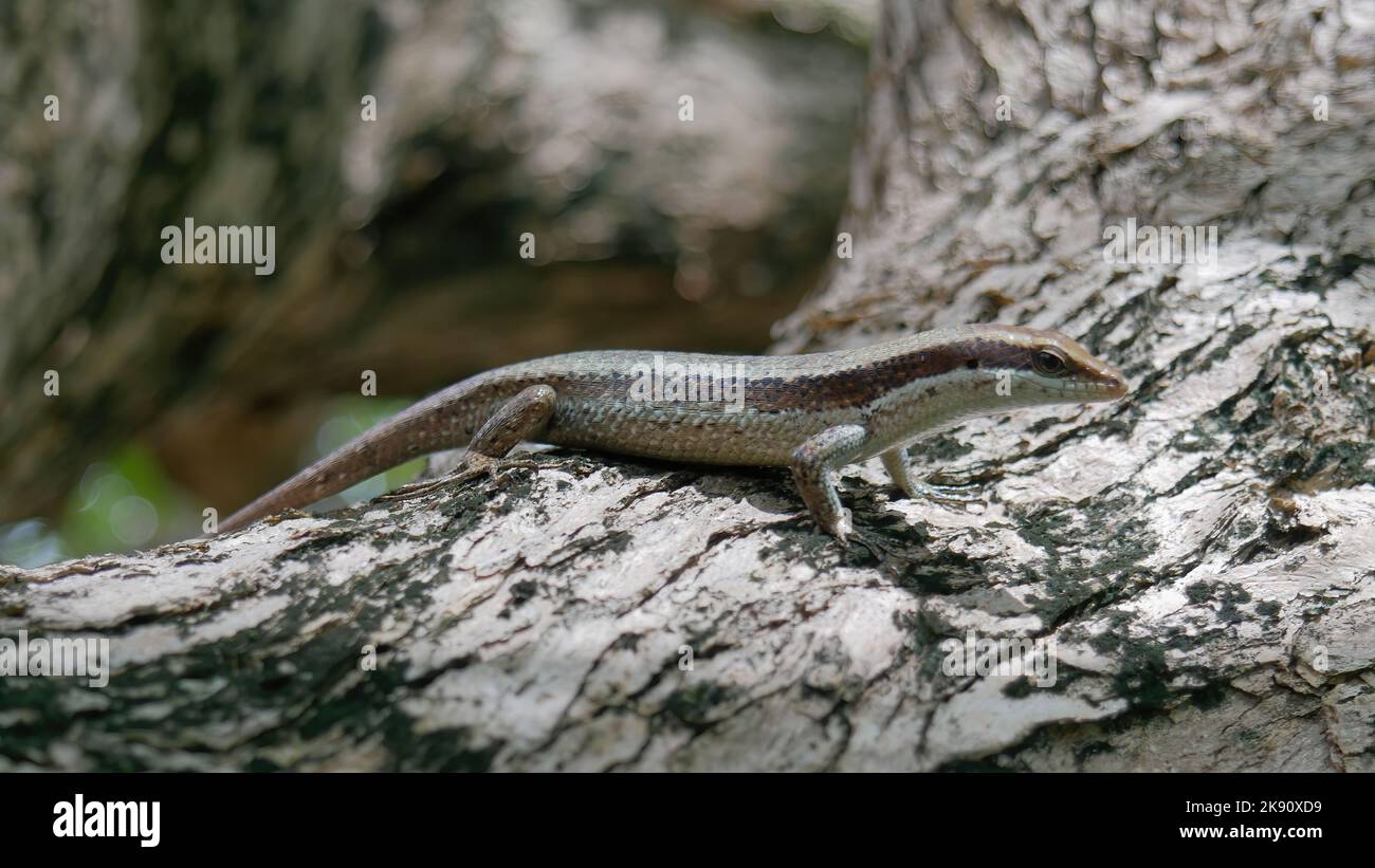 A closeup of a cute little gecko with brown and gray scales on a tree ...