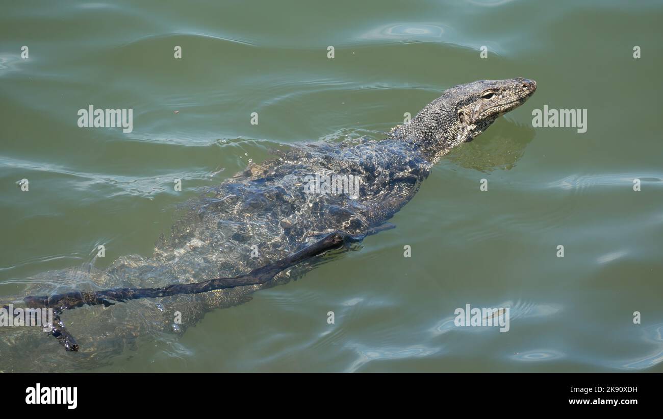 Asian water monitor swimming waters hi-res stock photography and images ...