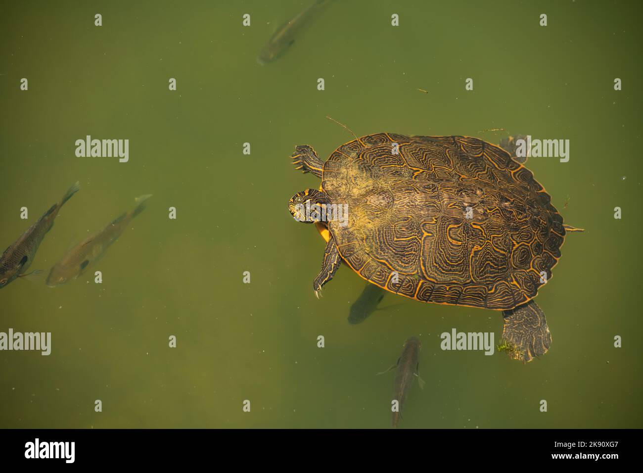 A peninsula cooter (Pseudemys peninsularis) turtle with yellow stripes ...