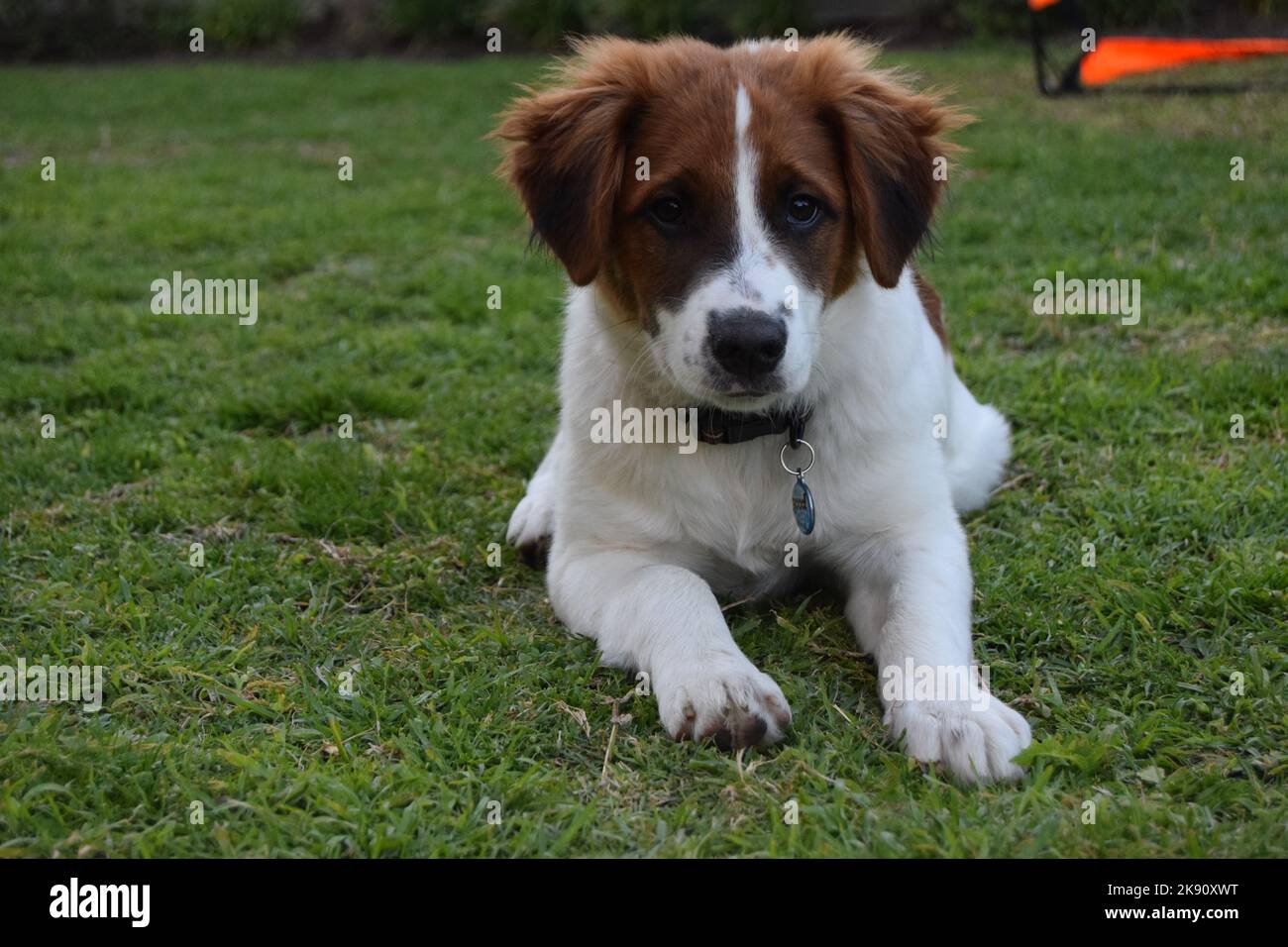 Milo the puppy Stock Photo - Alamy