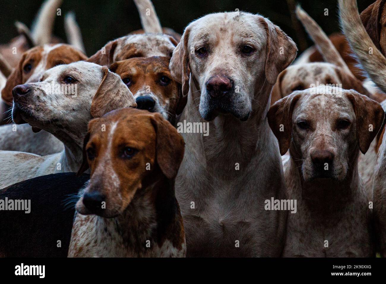Pack of Dogs Stock Photo - Alamy
