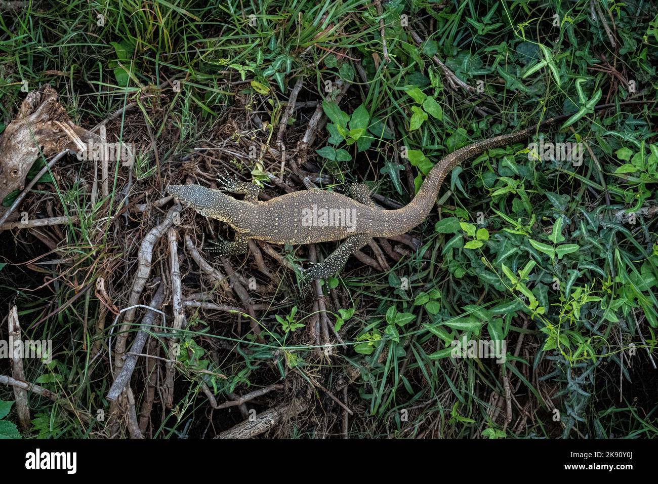 Nile monitor top view hi-res stock photography and images - Alamy