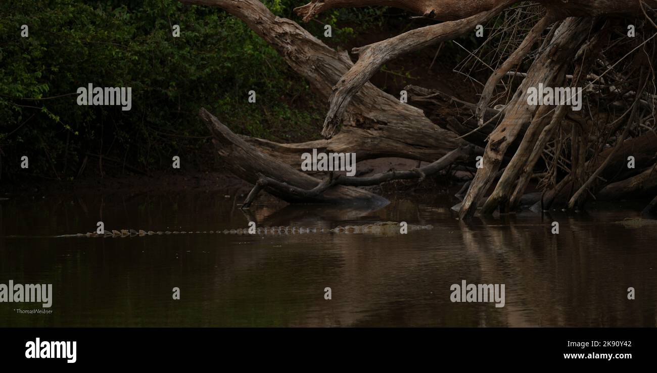 A half body of the crocodile in water with trees and plants in the ...