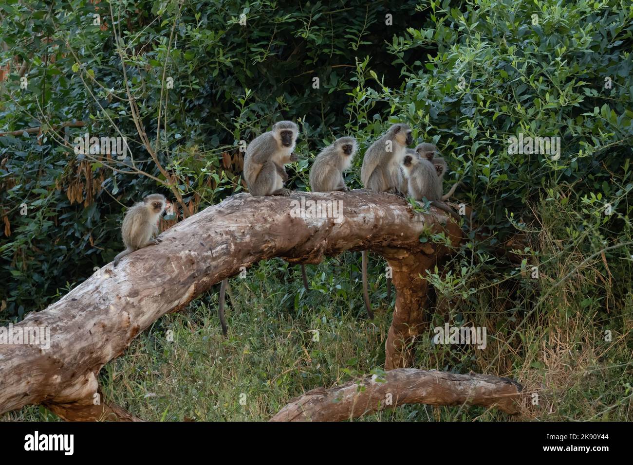 A group of green monkeys sitting on the large tree Stock Photo - Alamy