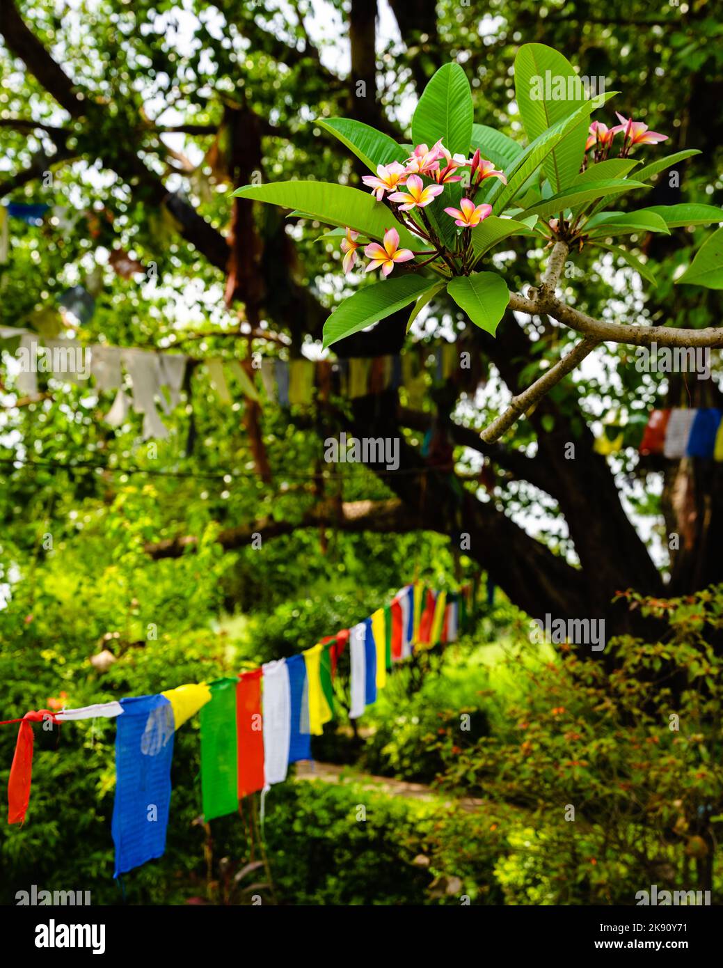 A vertical shot of the Tibetan Buddhist Prayer Flags hanging from the ...