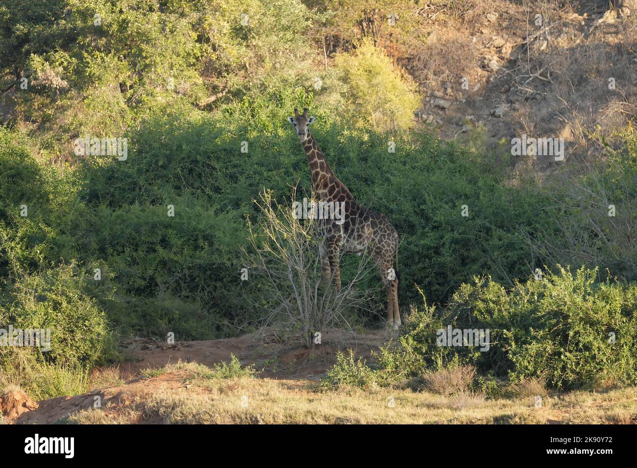 A giraffe standing by bushes in the Kruger National Park Stock Photo ...