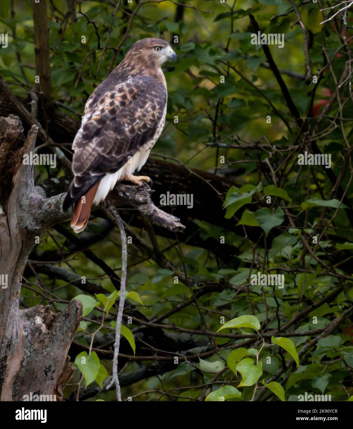 A red tailed hawk perching on a tree branch Stock Photo - Alamy