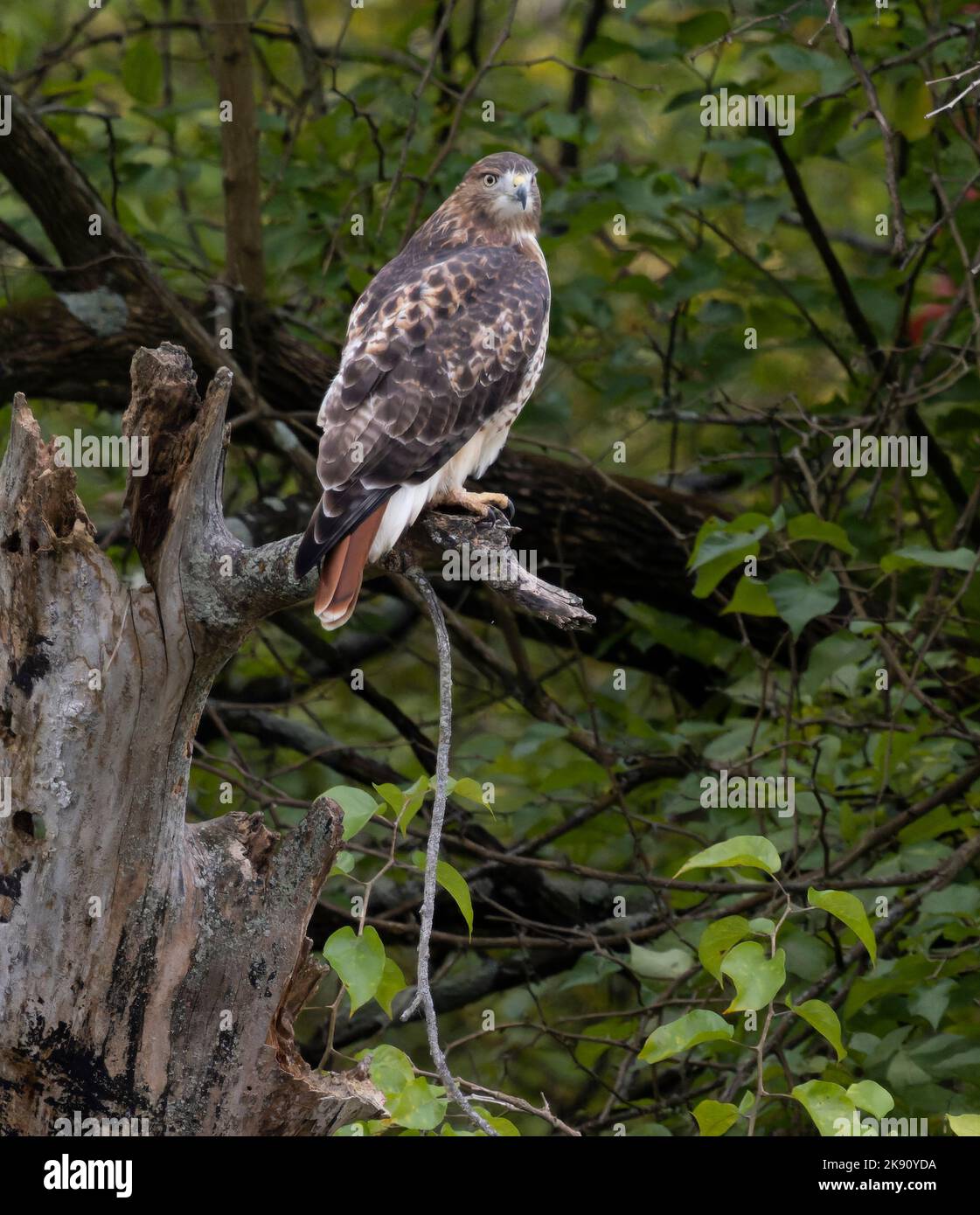 A red tailed hawk perching on a tree branch Stock Photo - Alamy