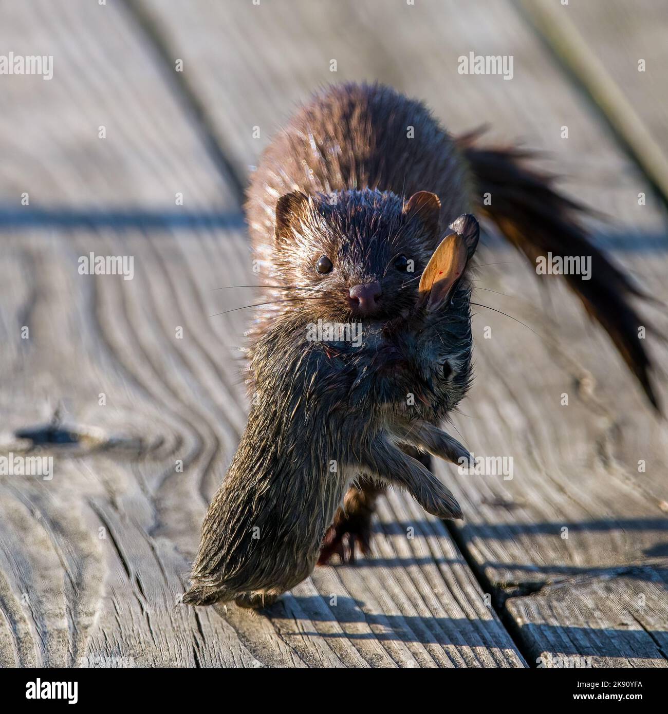 Mink prey hi-res stock photography and images - Alamy