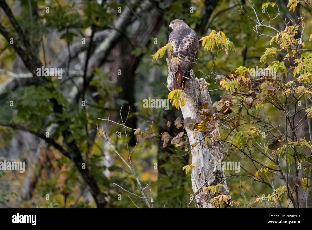 A red tailed hawk perching on a tree branch Stock Photo - Alamy