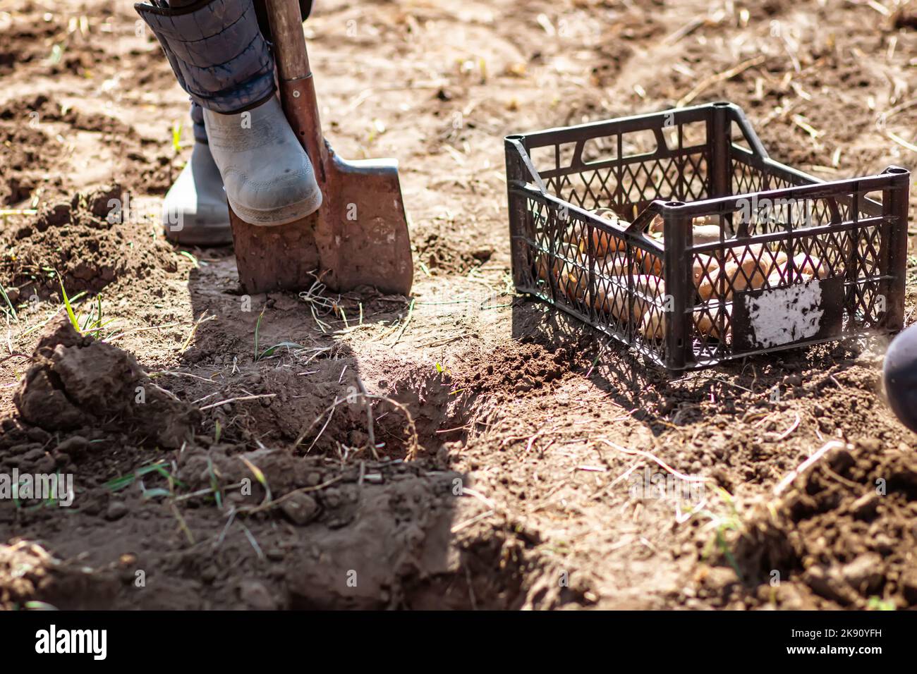 farmer man boot on spade prepare for digging. box of potatoes for ...