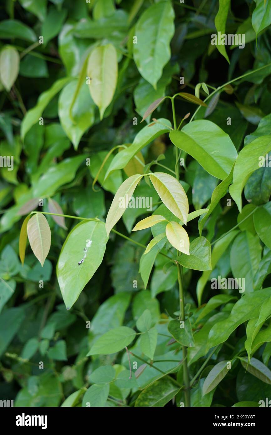 The leaves of gnetum gnemon (also called gnemon, melinjo, belinjo ...