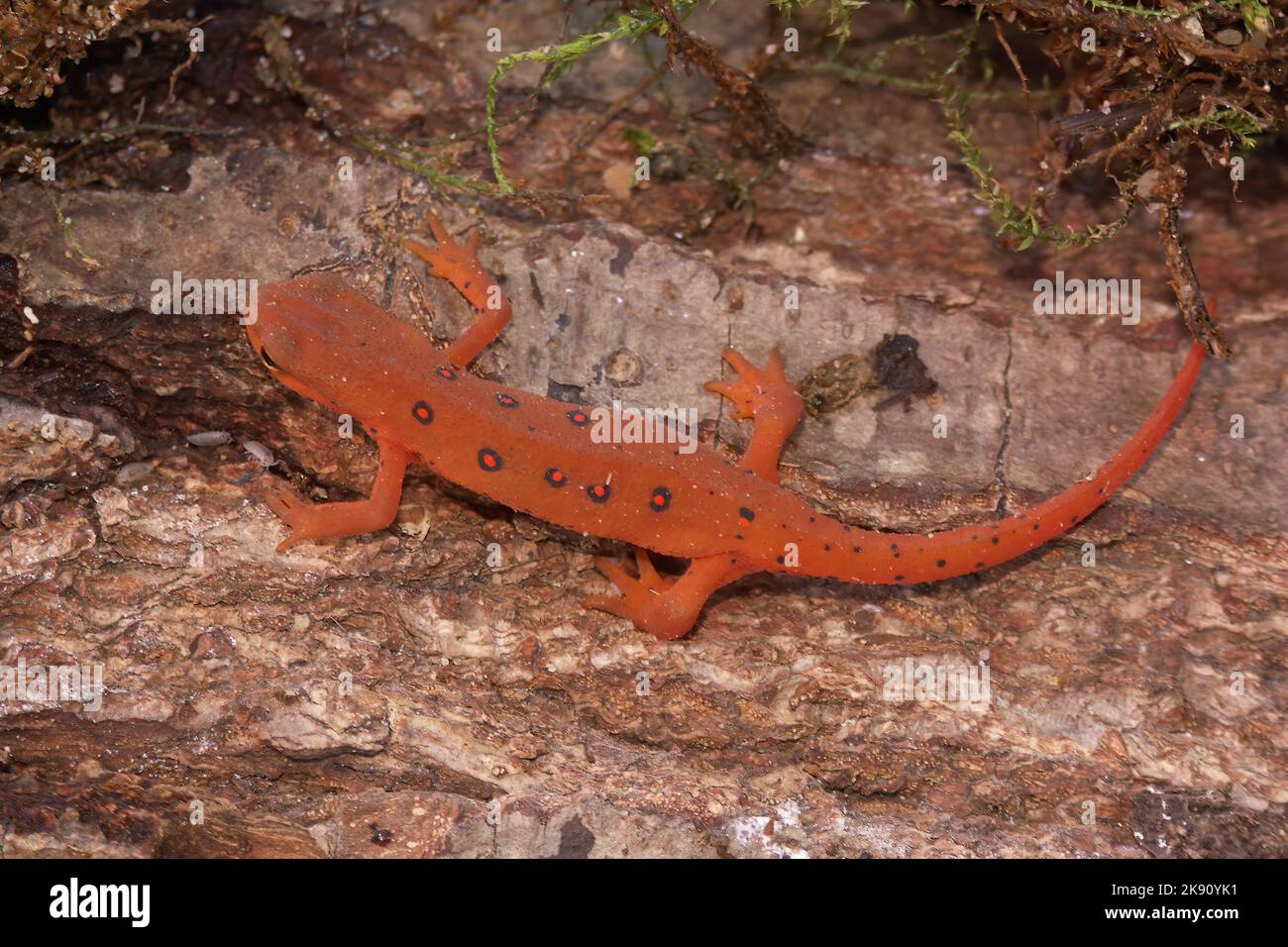 Full body closeup on a colorful red eft stage juvenile Red-spotted newt ...