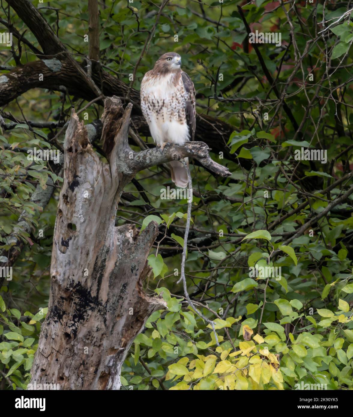 A red tailed hawk perching on a tree branch Stock Photo - Alamy