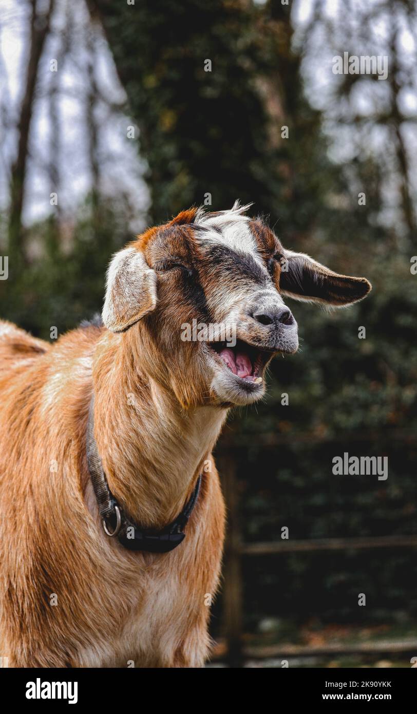 A vertical shot of an Australian miniature goat bleating Stock Photo ...