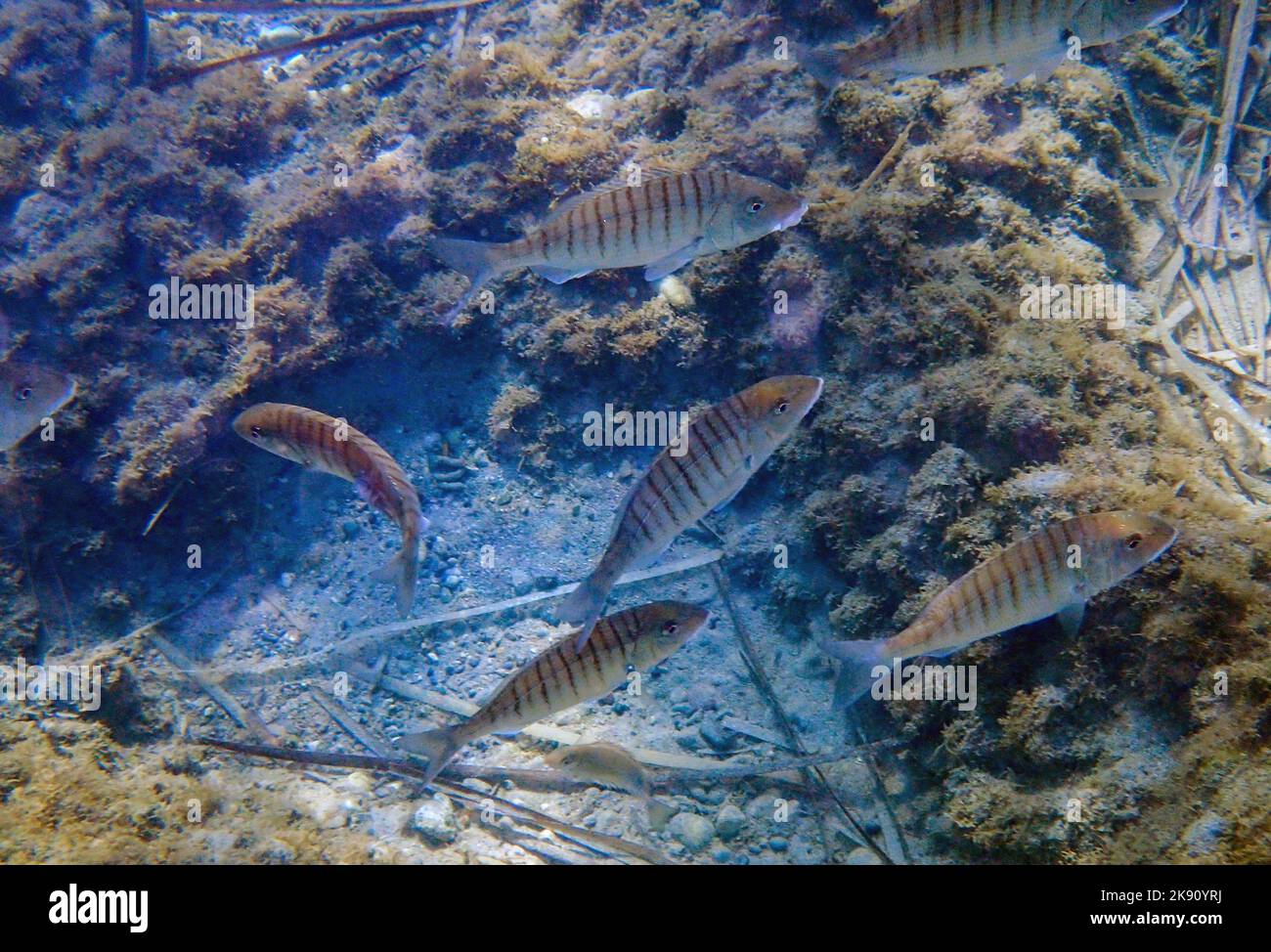 Stripped sea bream fish species hi-res stock photography and images - Alamy