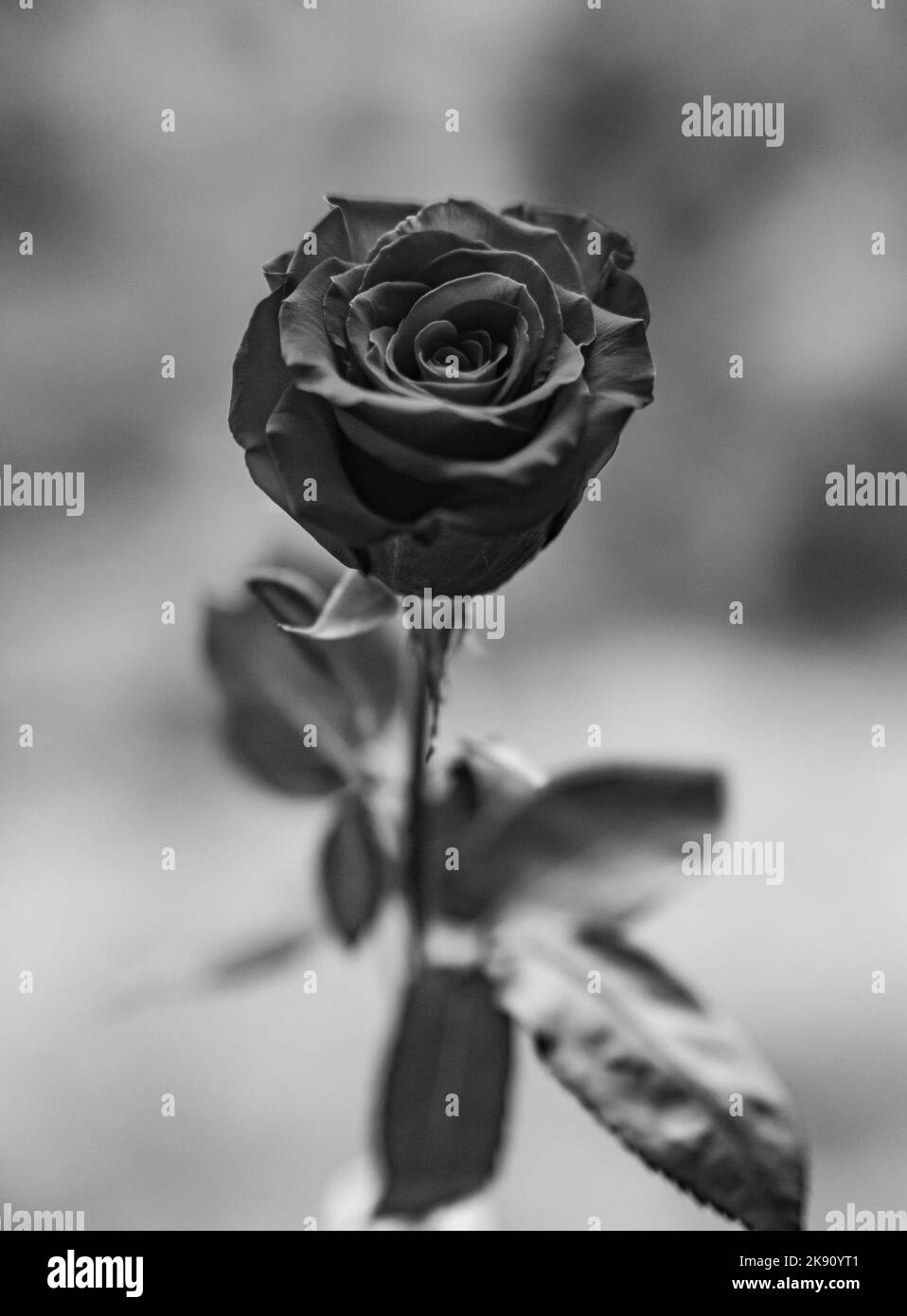 A greyscale shot of a rose with blurred background Stock Photo - Alamy