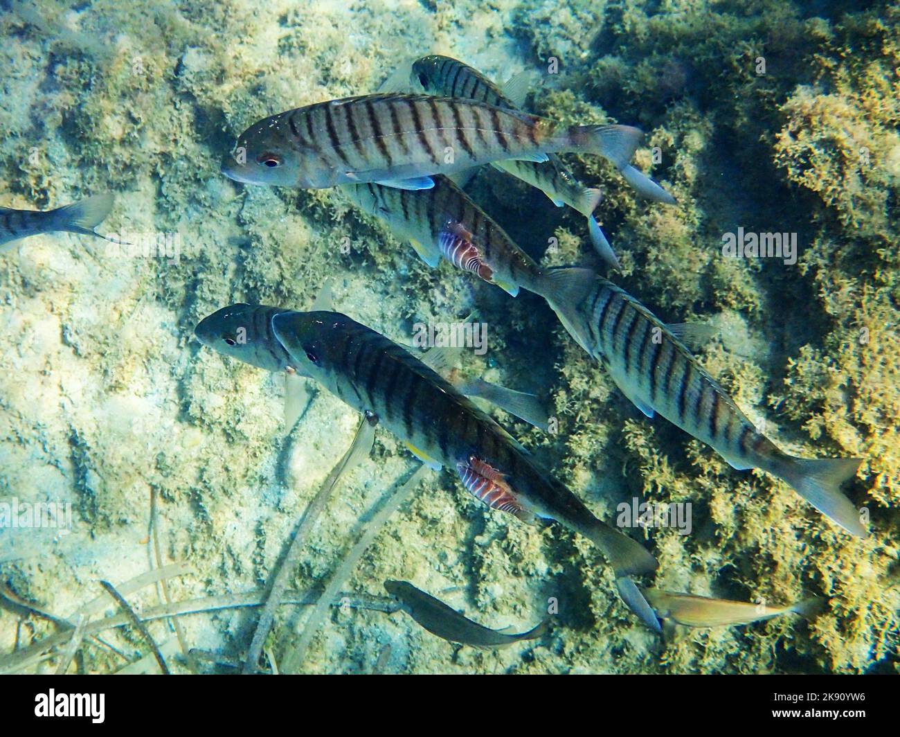 Striped Sea Bream (Lithognathus mormyrus) Cyprus, Eastern Mediterranean ...