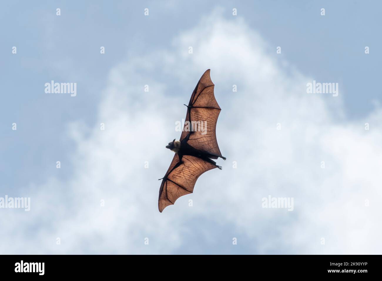 greater indian fruit bats of sri lanka Stock Photo - Alamy