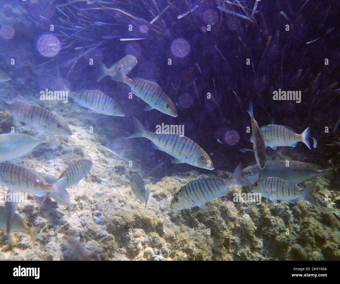 Lithognathus mormyrus mediterranean sea hi-res stock photography and ...