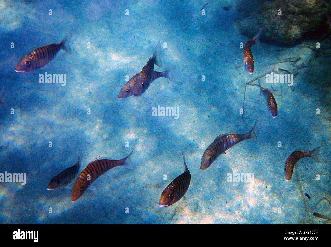 Striped Sea Bream (Lithognathus mormyrus) Cyprus, Eastern Mediterranean ...