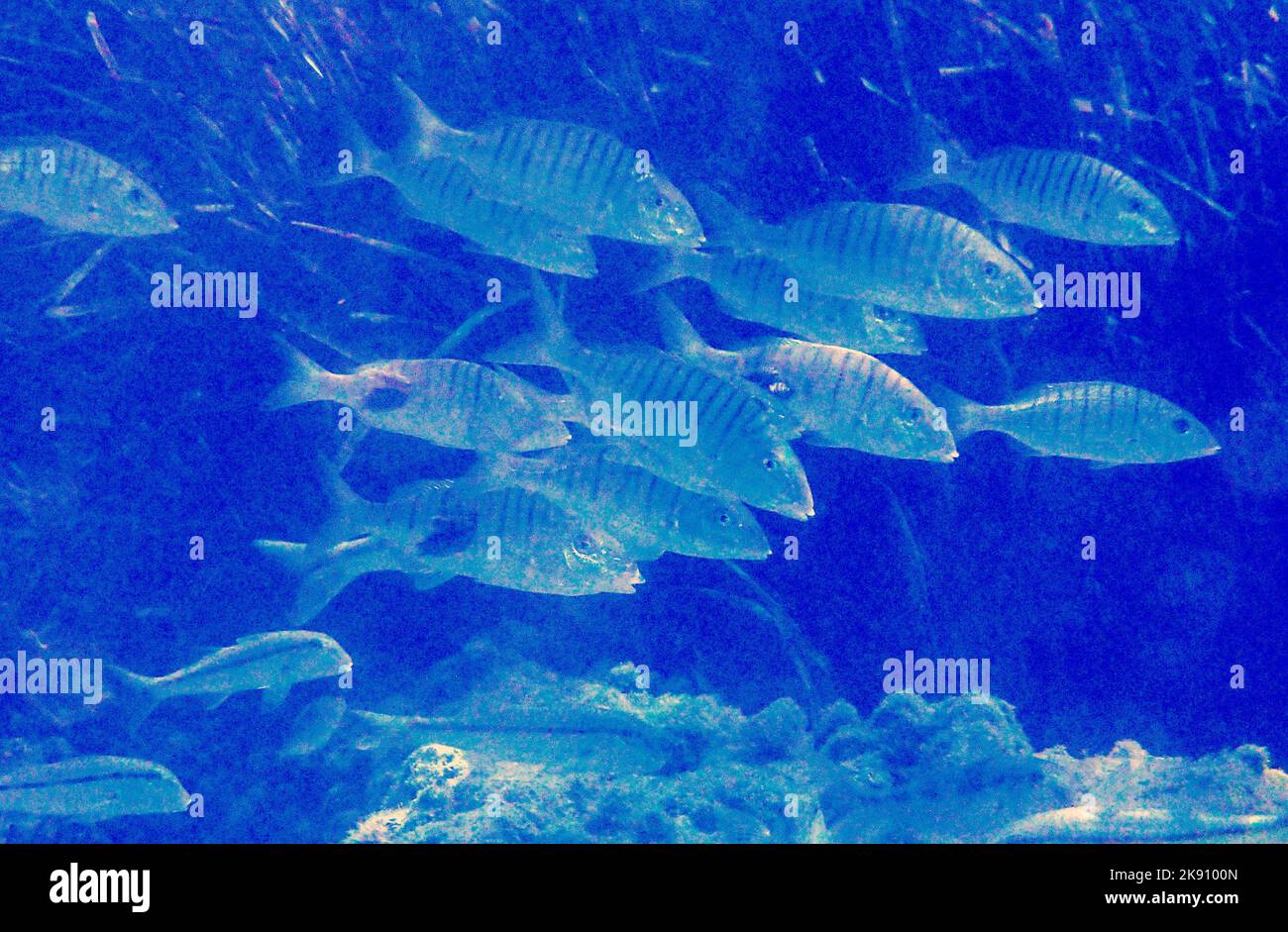 Lithognathus mormyrus mediterranean sea hi-res stock photography and ...