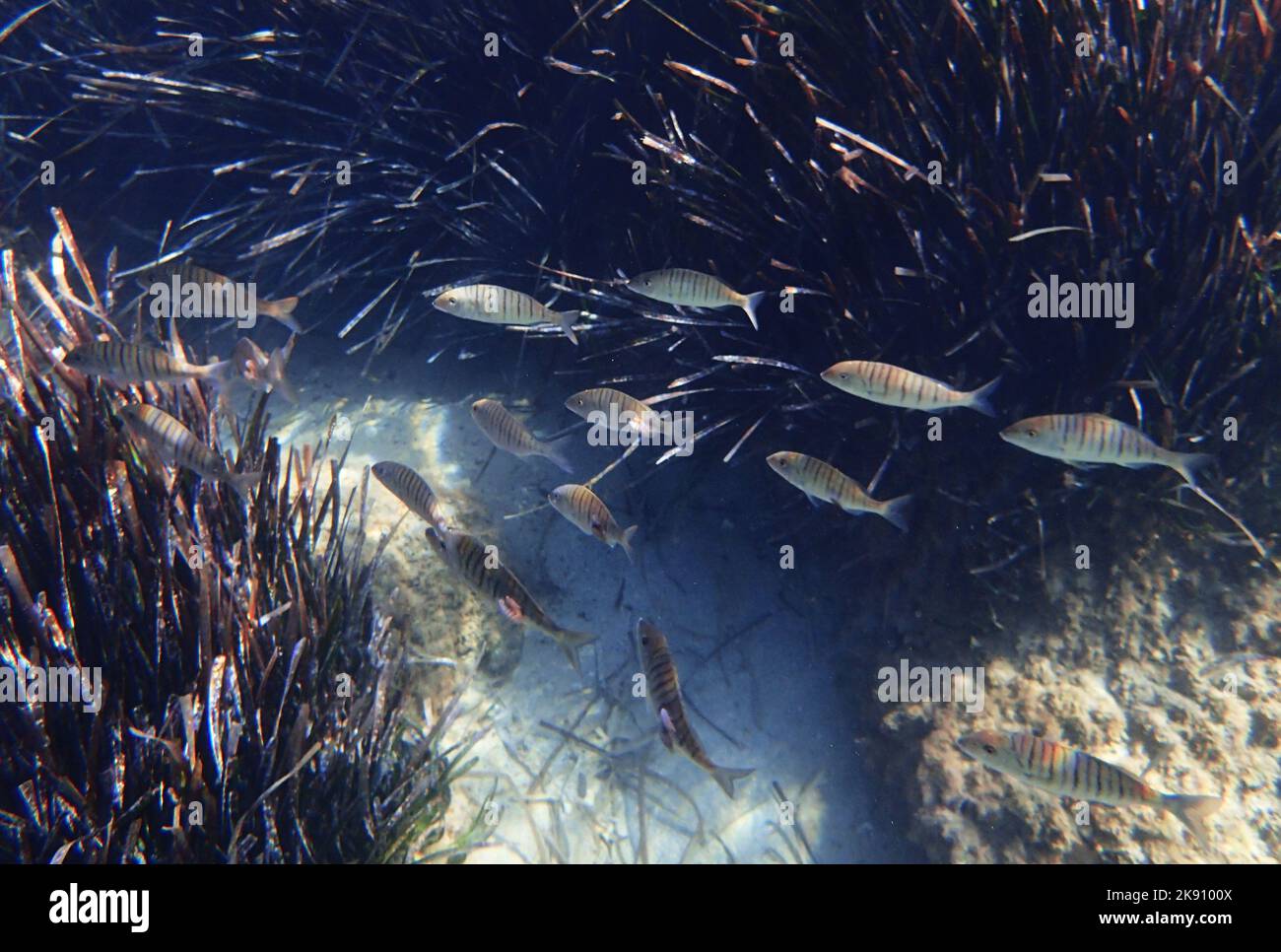 Stripped sea bream fish species hi-res stock photography and images - Alamy
