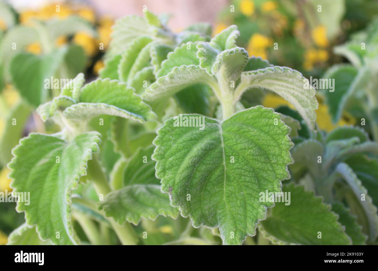 Australian lemon leaf hi-res stock photography and images - Alamy