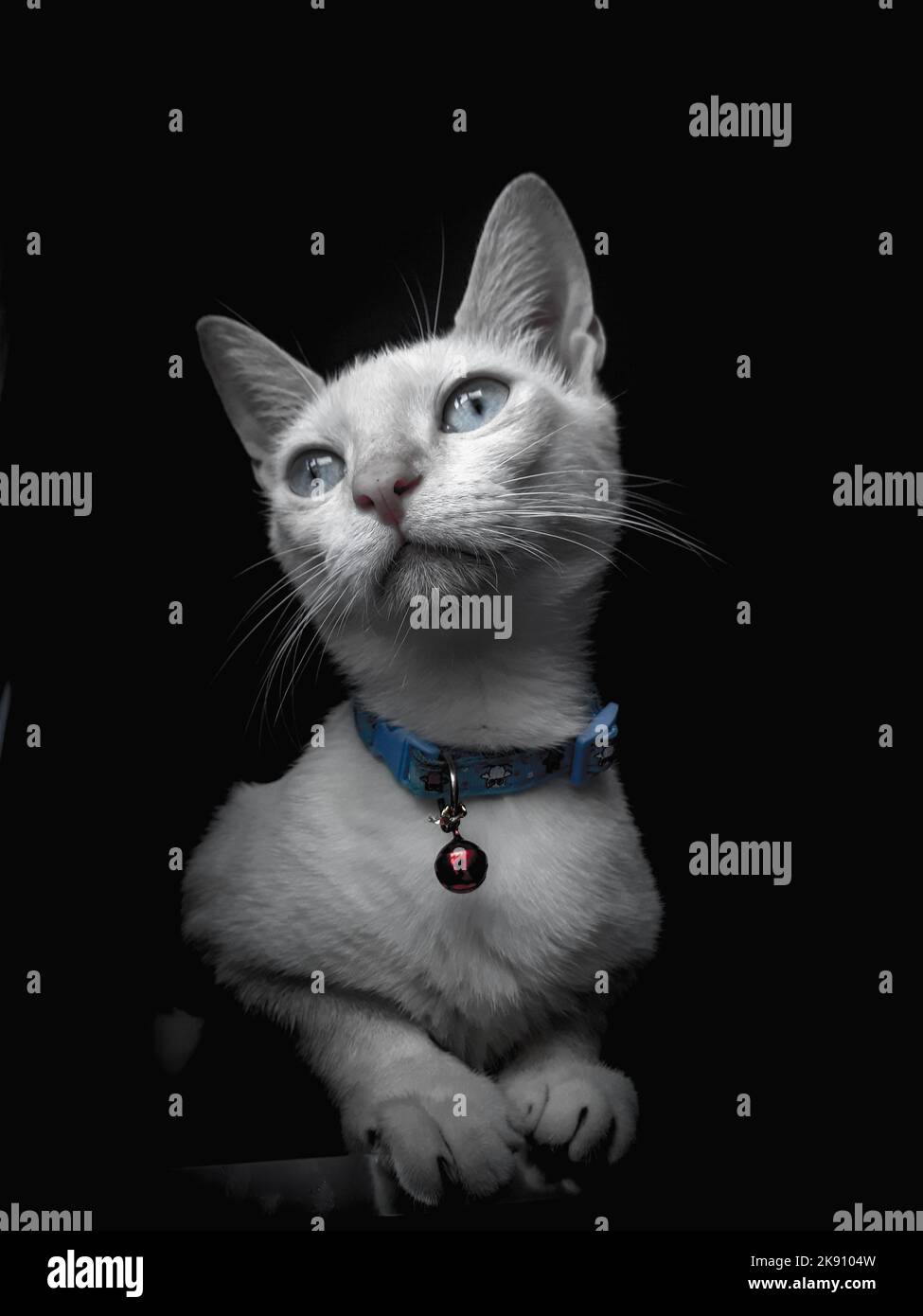 A vertical closeup of Khao Manee cat with an amazed face against dark ...