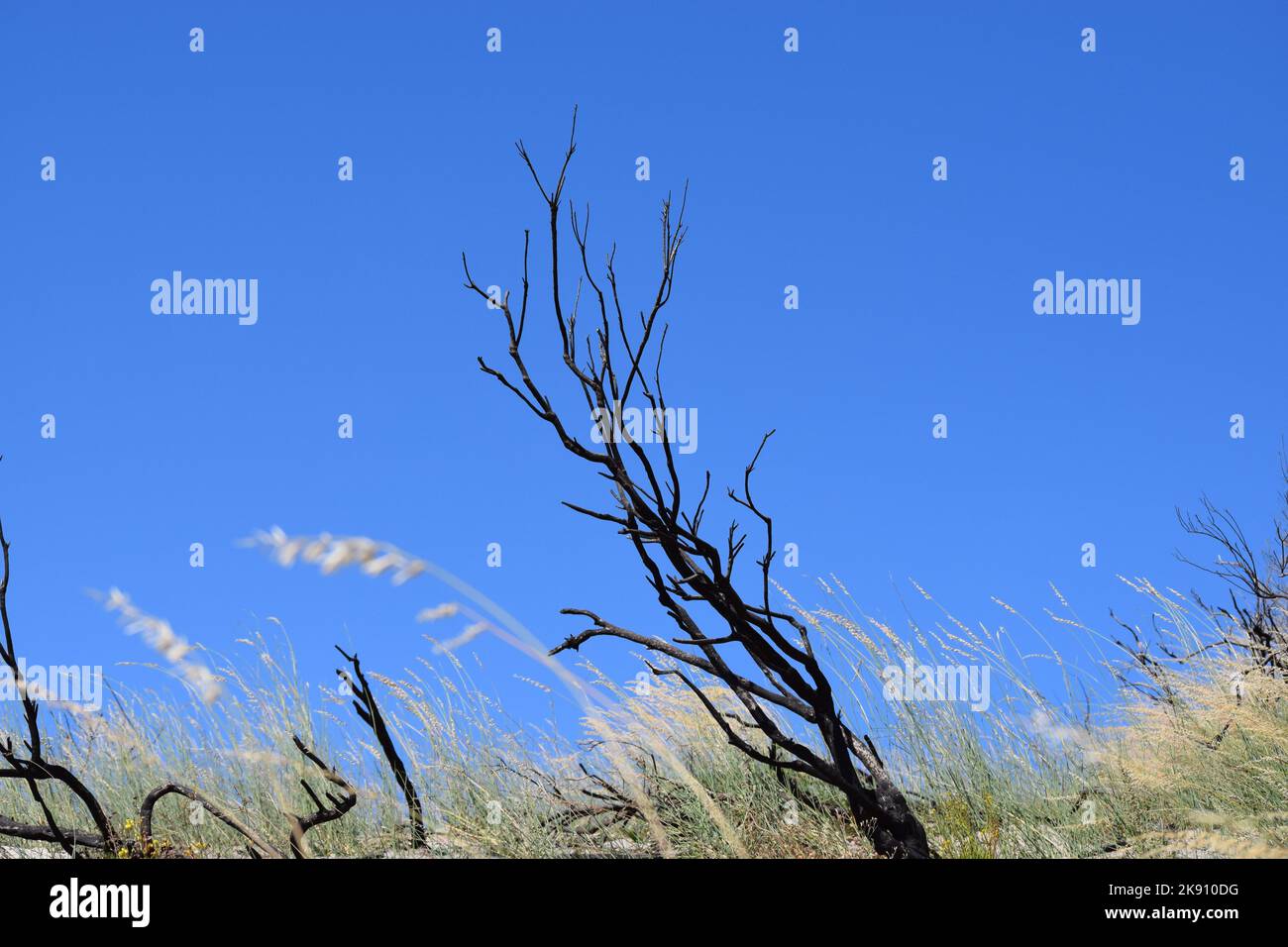 Landscape fauna hi-res stock photography and images - Alamy