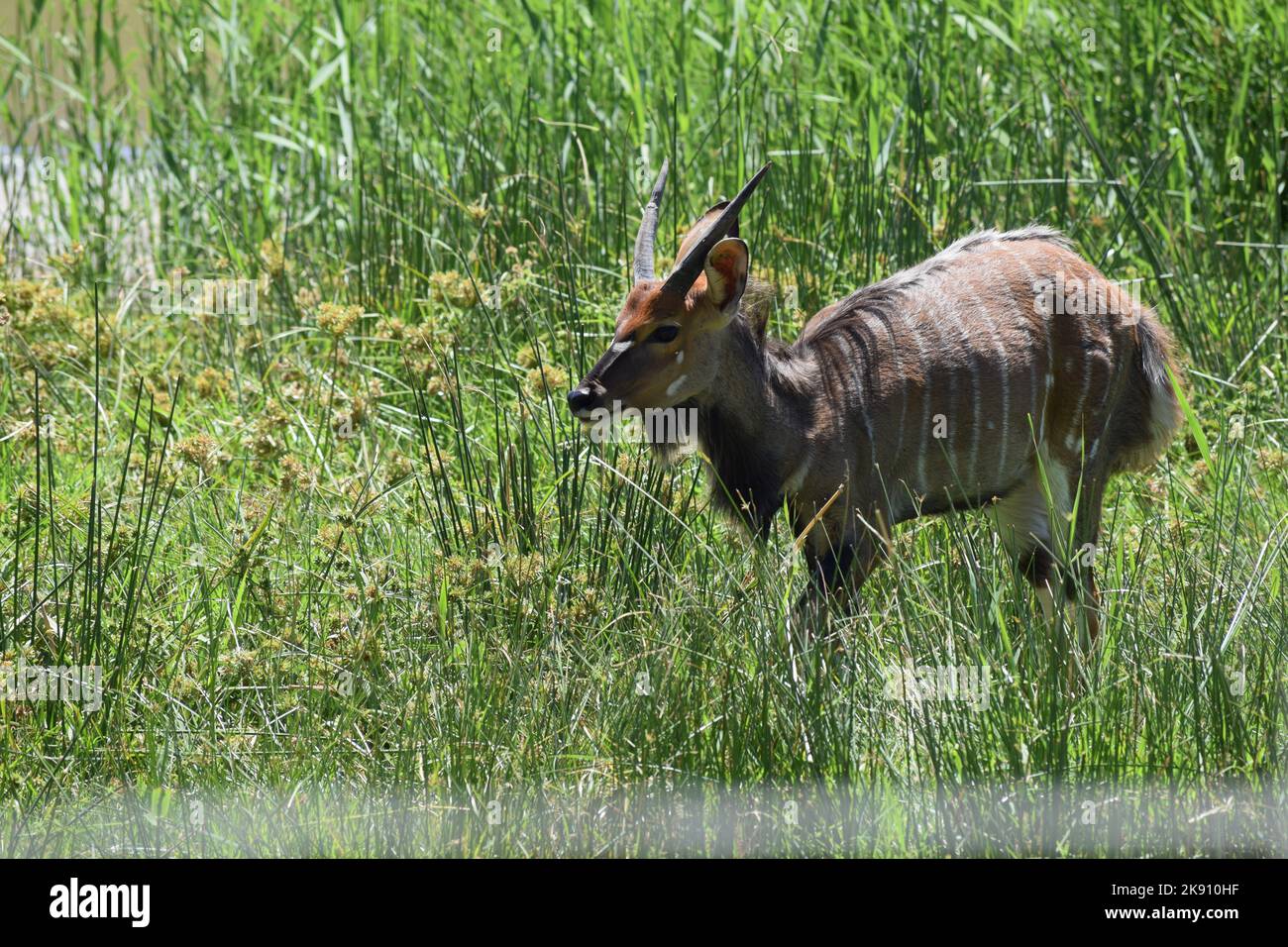Waterbuck with big horns hi-res stock photography and images - Alamy