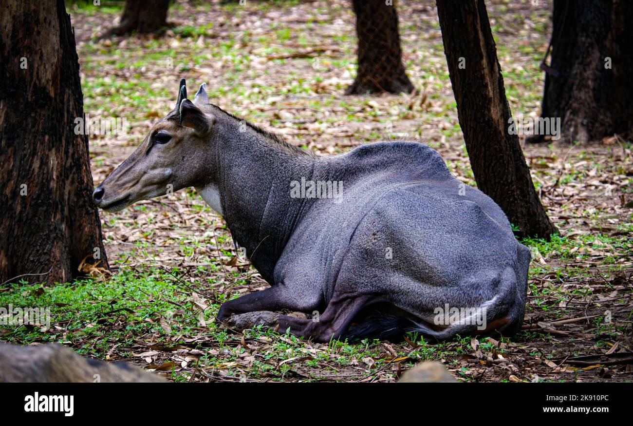 Black nilgai hi-res stock photography and images - Alamy