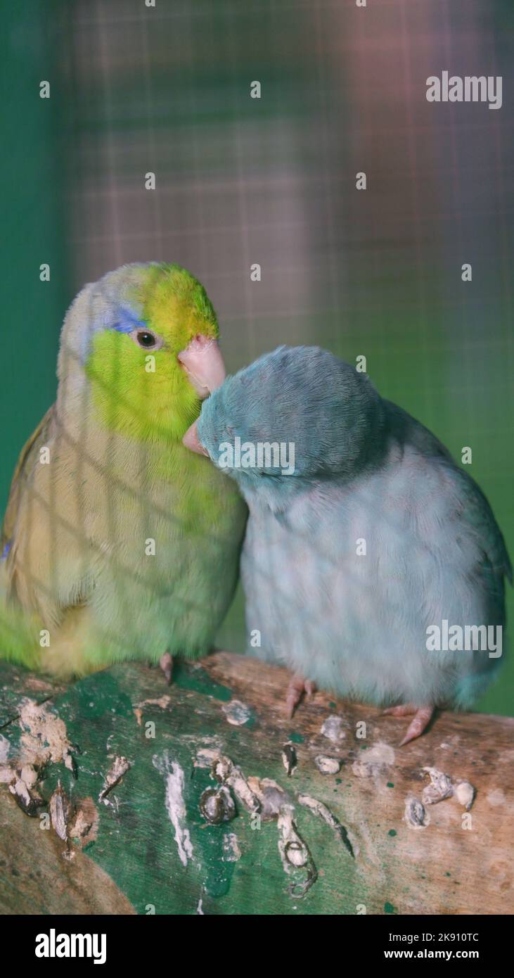 A vertical closeup of two playful Parrotlets in a cage Stock Photo - Alamy