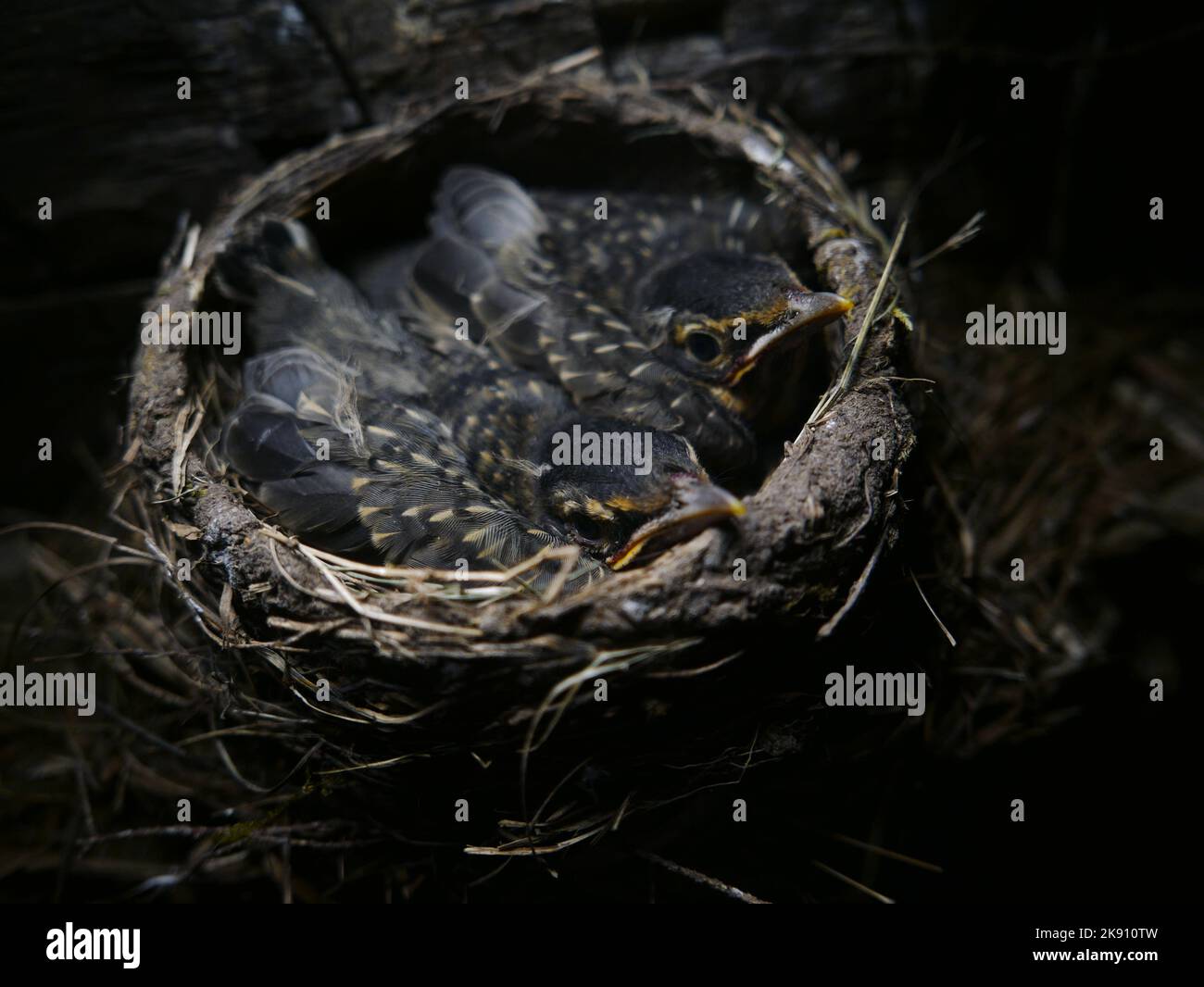 Two birds black starlings hi-res stock photography and images - Alamy