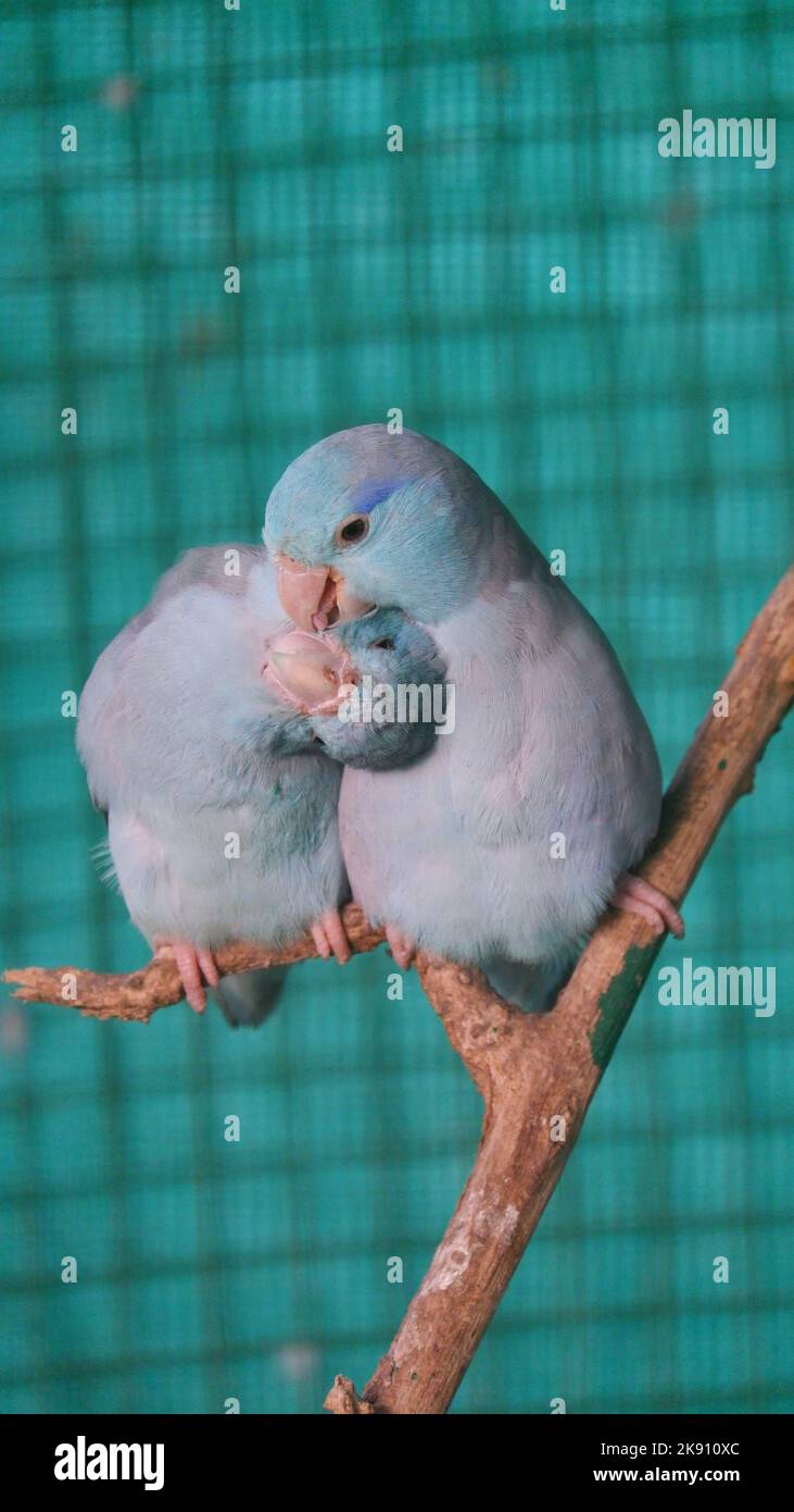 A vertical closeup of two playful Parrotlets in a cage Stock Photo - Alamy