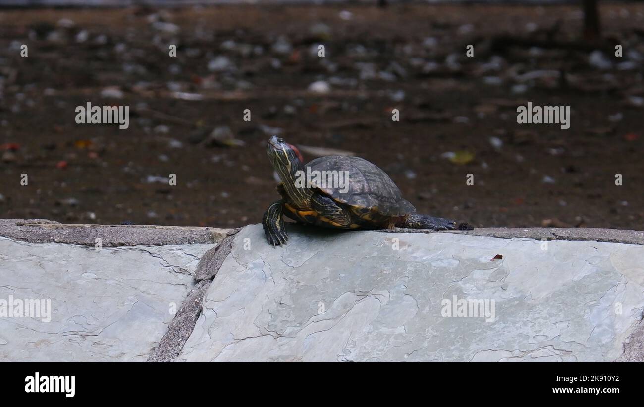 A closeup of a Red-eared slider tortoise on stones Stock Photo - Alamy