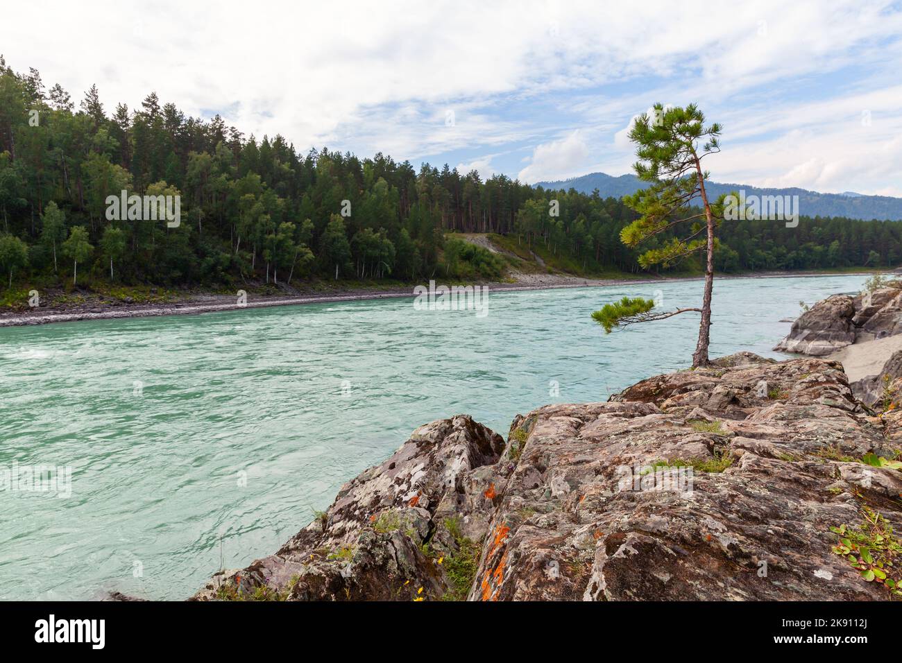 Small pine tree grows at rocky coast of Katun river, Siberian landscape ...