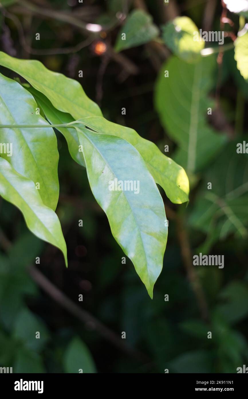 Bigo and padi oats hi-res stock photography and images - Alamy